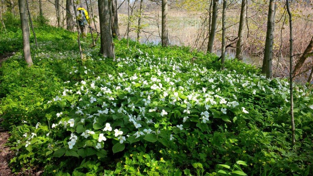 Fish Point – Pelee Buzz: Your Island Passport to Nature 2025